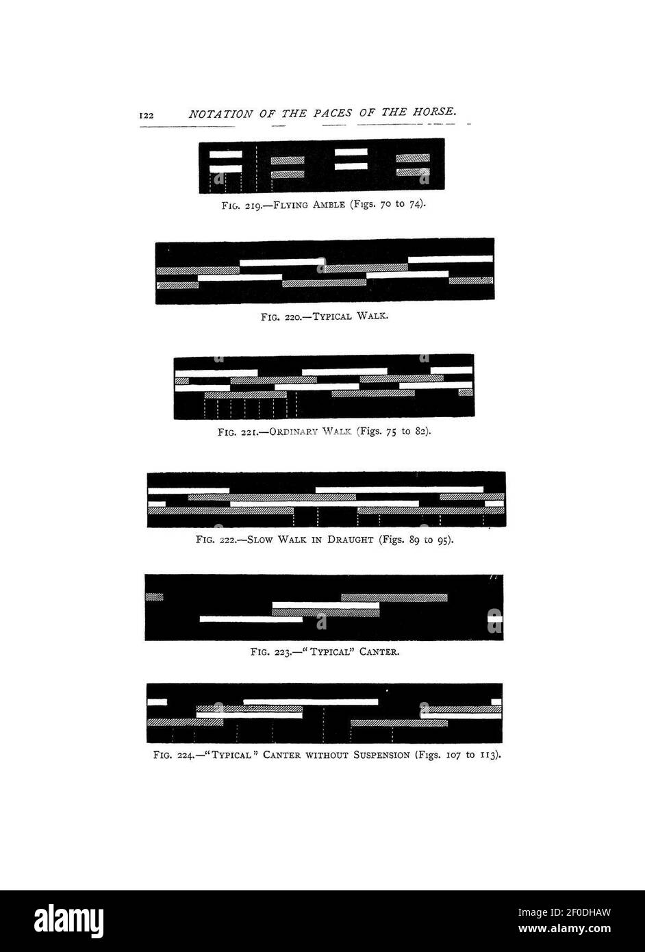 Points of the horse (Page 122 Stock Photo - Alamy