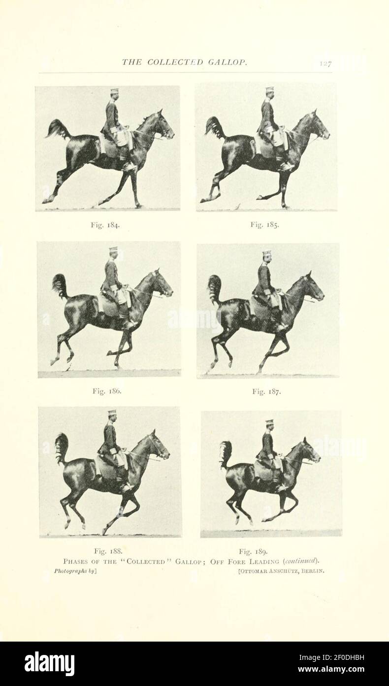 Points of the horse (Page 127 Stock Photo - Alamy