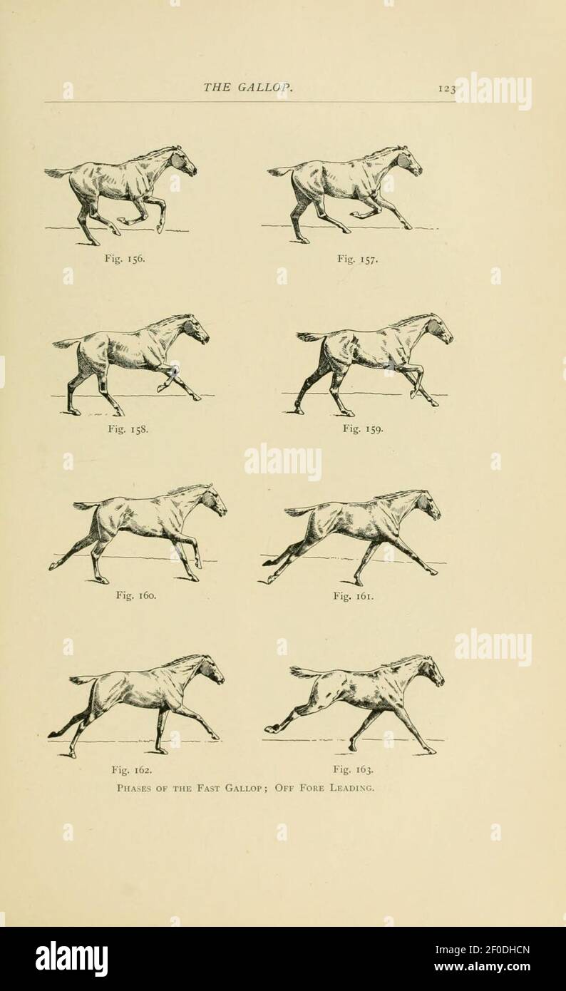 Points of the horse (Page 123 Stock Photo - Alamy