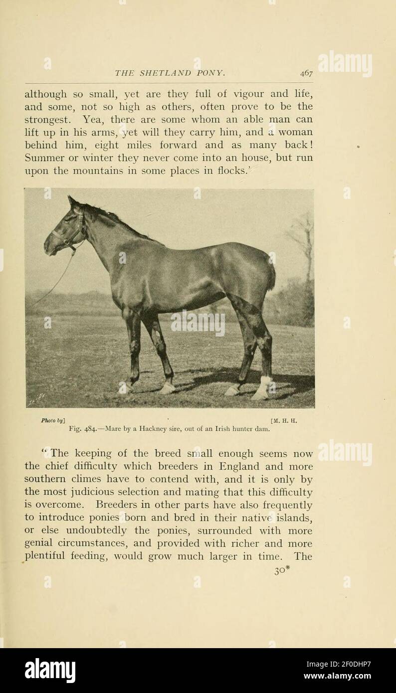 Points of the horse (Page 467 Stock Photo - Alamy