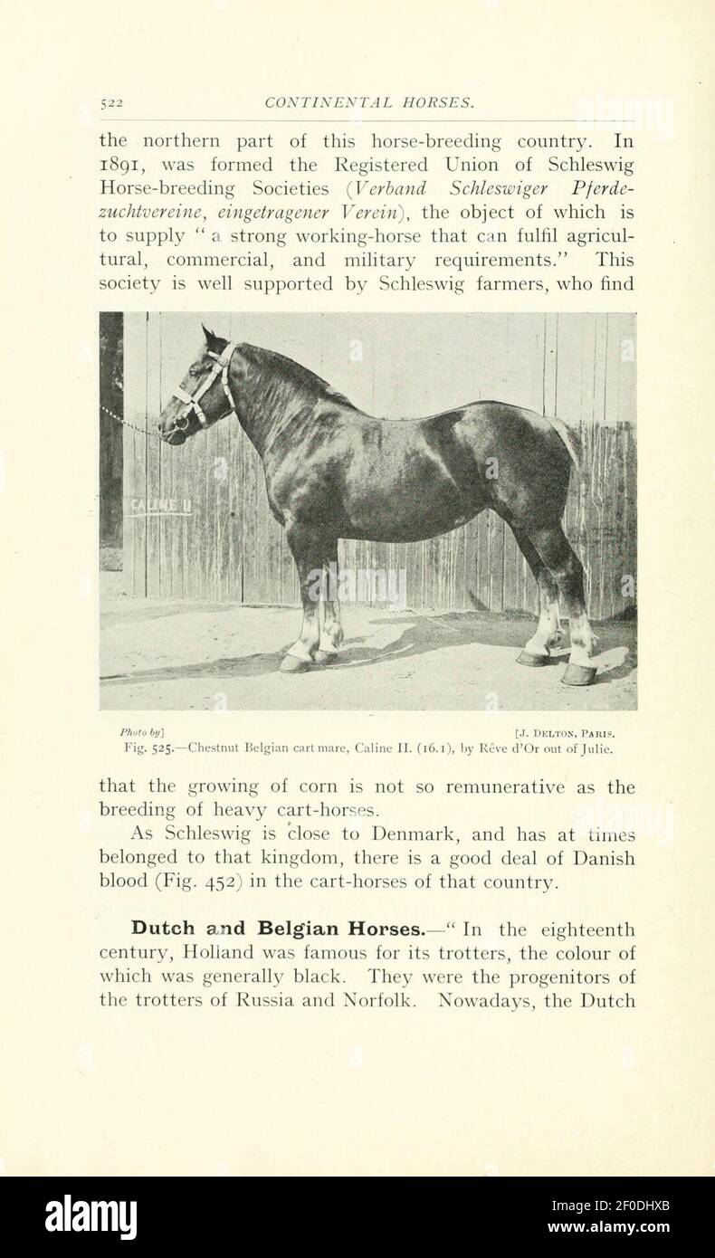 Points of the horse (Page 522 Stock Photo - Alamy