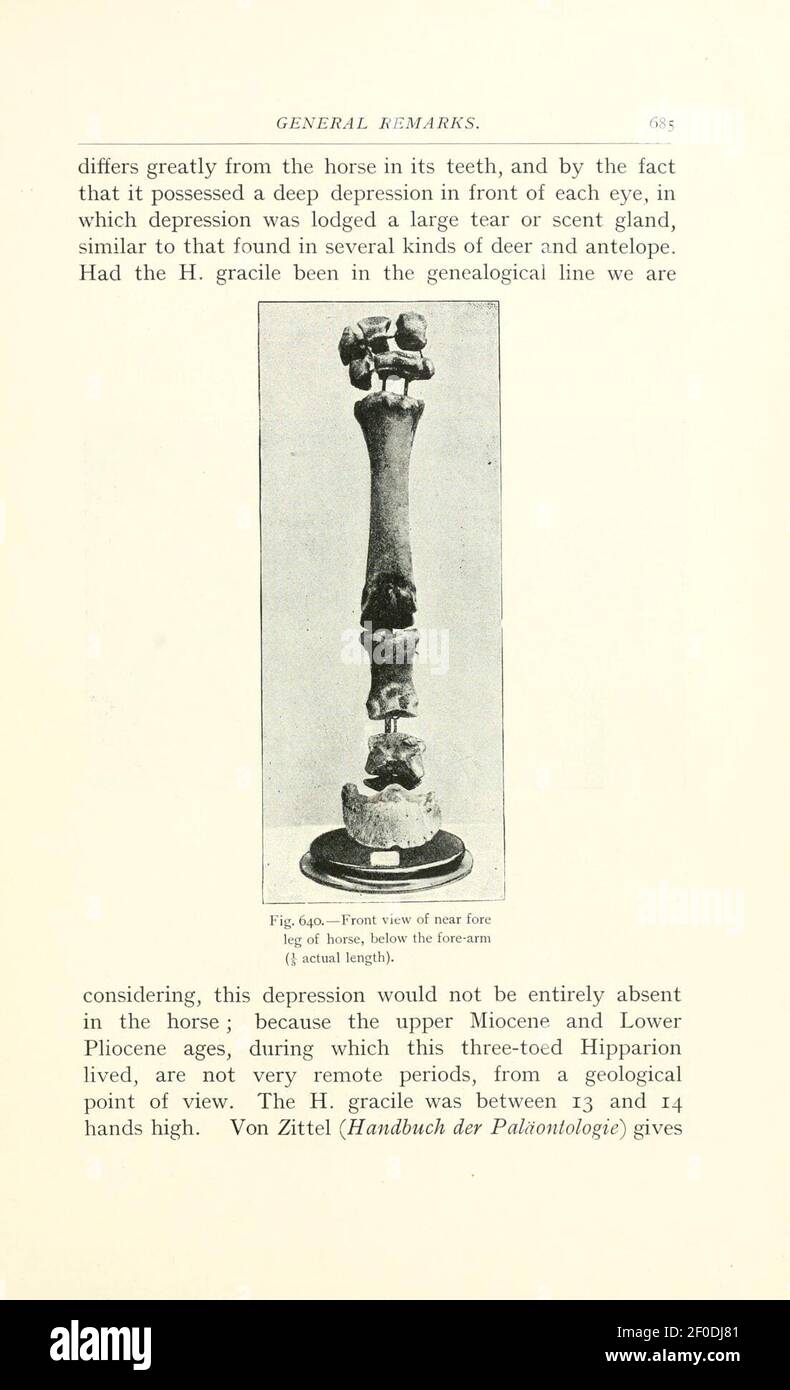 Points of the horse (Page 685 Stock Photo - Alamy