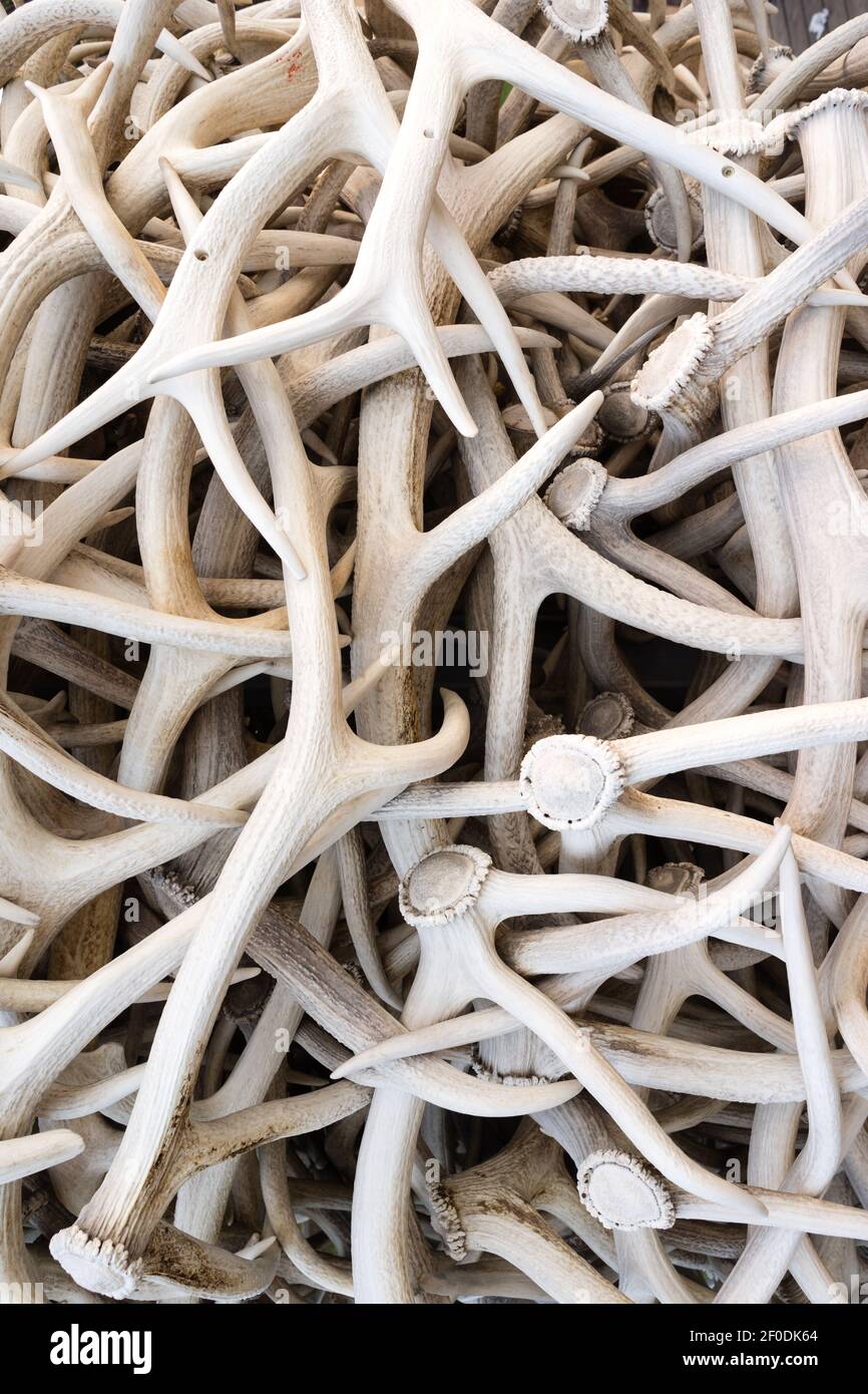 Ivory Pile Elk Antlers Animal Horns Art Installation Stock Photo - Alamy