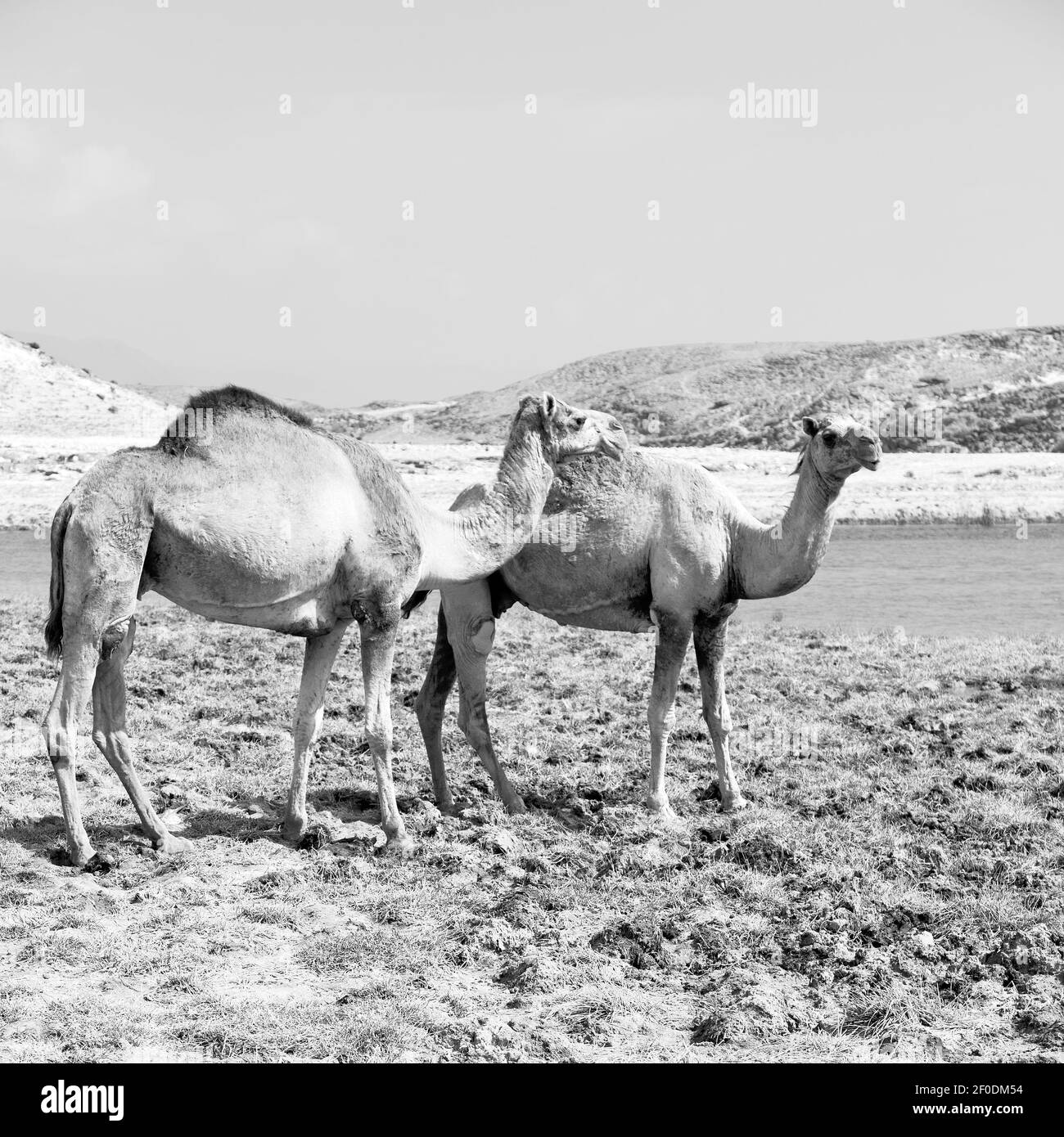 In oman camel empty quarter of desert a free dromedary near the sea ...