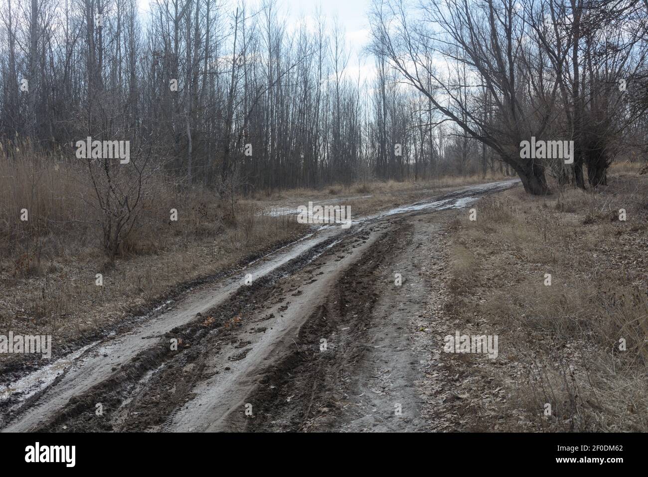 Dirt road in forest early spring. Tracks in rut from stuck car Stock ...