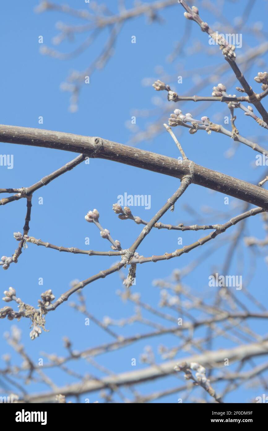 Early spring growth willow tree hi-res stock photography and images - Alamy