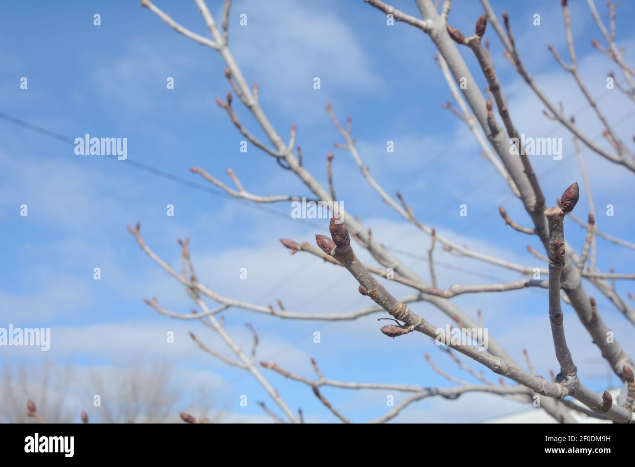 Buds on tree in early spring are ready to bloom. Blurred background ...