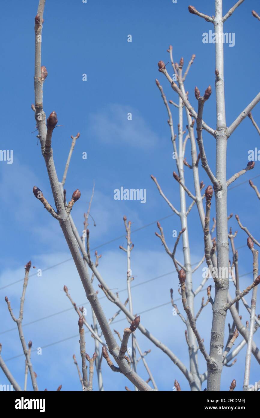 Early spring growth willow tree hi-res stock photography and images - Alamy