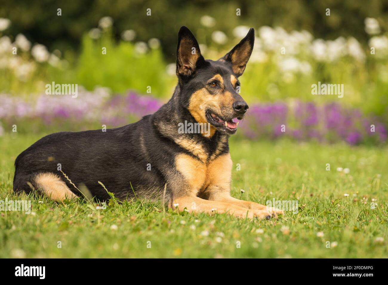 Schaeferhuendin hi-res stock photography and images - Alamy
