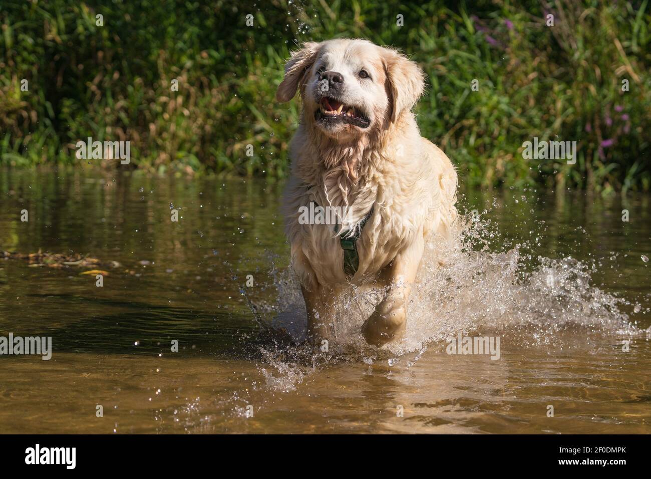 Just for fun hi-res stock photography and images - Alamy