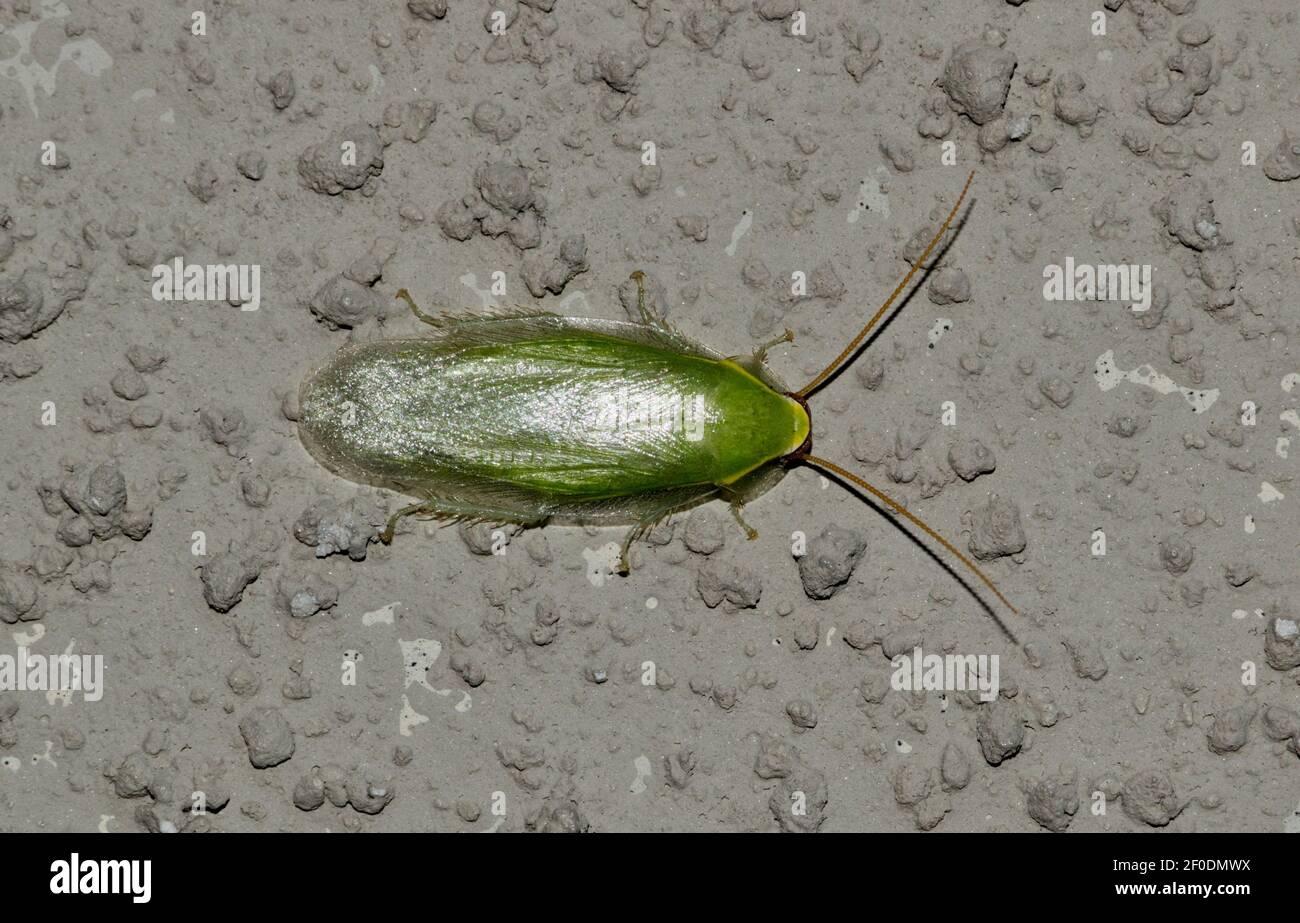 Cuban Cockroach (Panchlora nivea) dorsal view on a building wall in ...