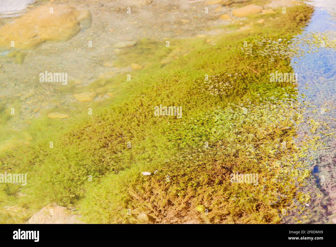 In oman old river and stone Stock Photo - Alamy