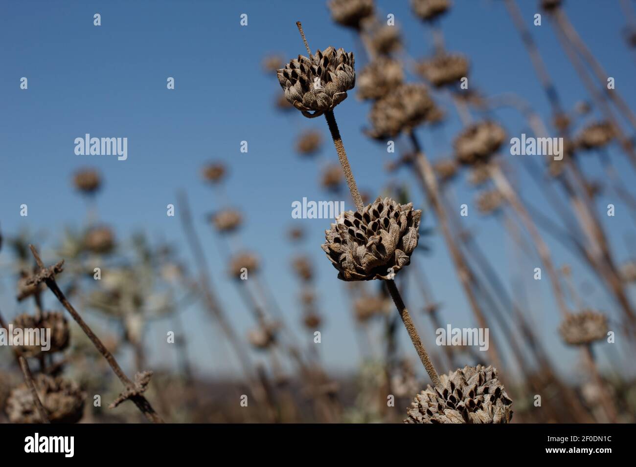 Vacant grey bracts formerly holding nutlet fruit of Purple Sage, Salvia ...