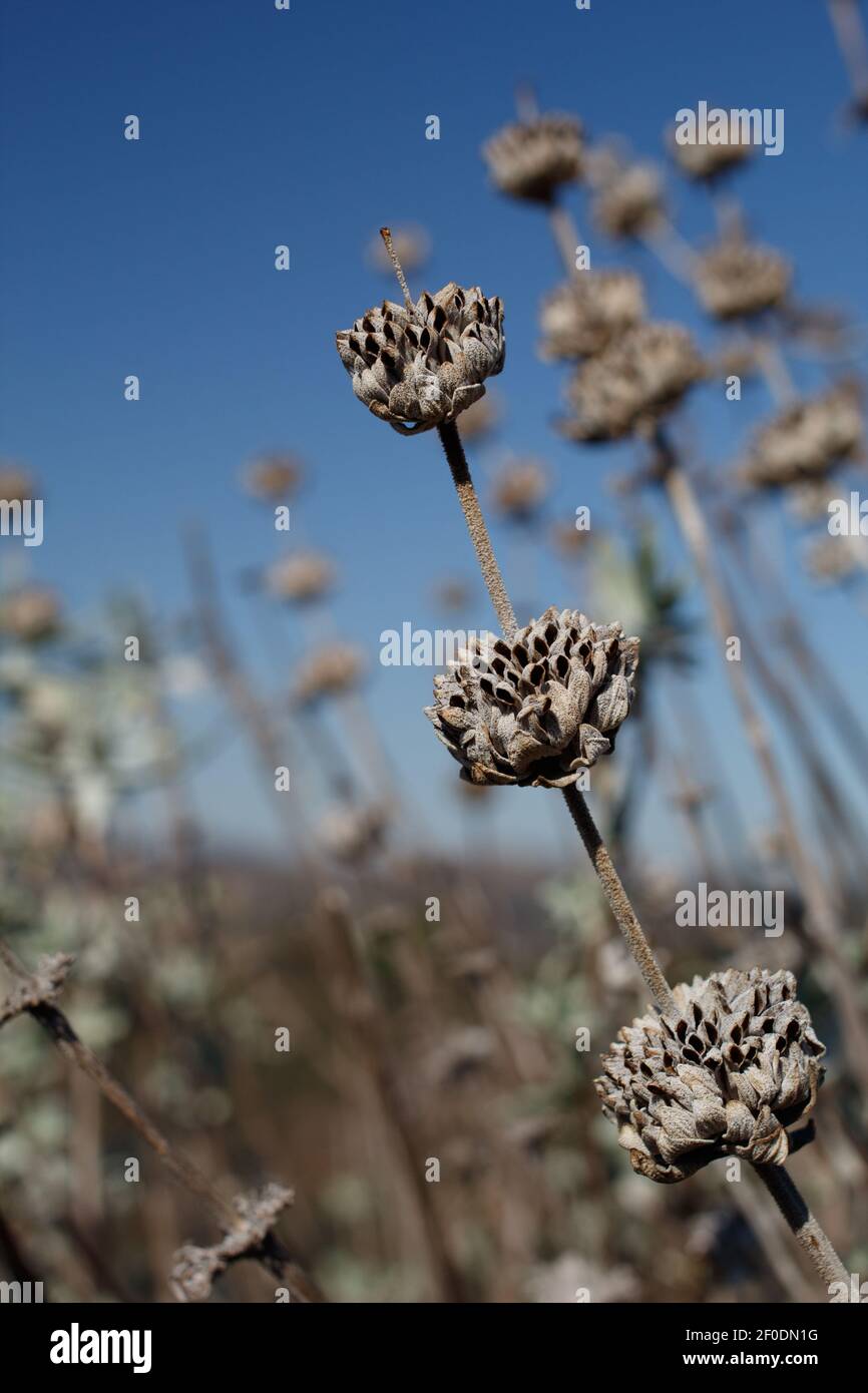 Vacant grey bracts formerly holding nutlet fruit of Purple Sage, Salvia ...