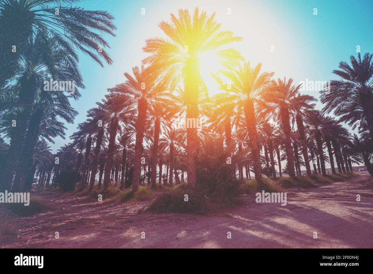 Grove of tropical palm trees against the sunset sky. Plantation of palm ...