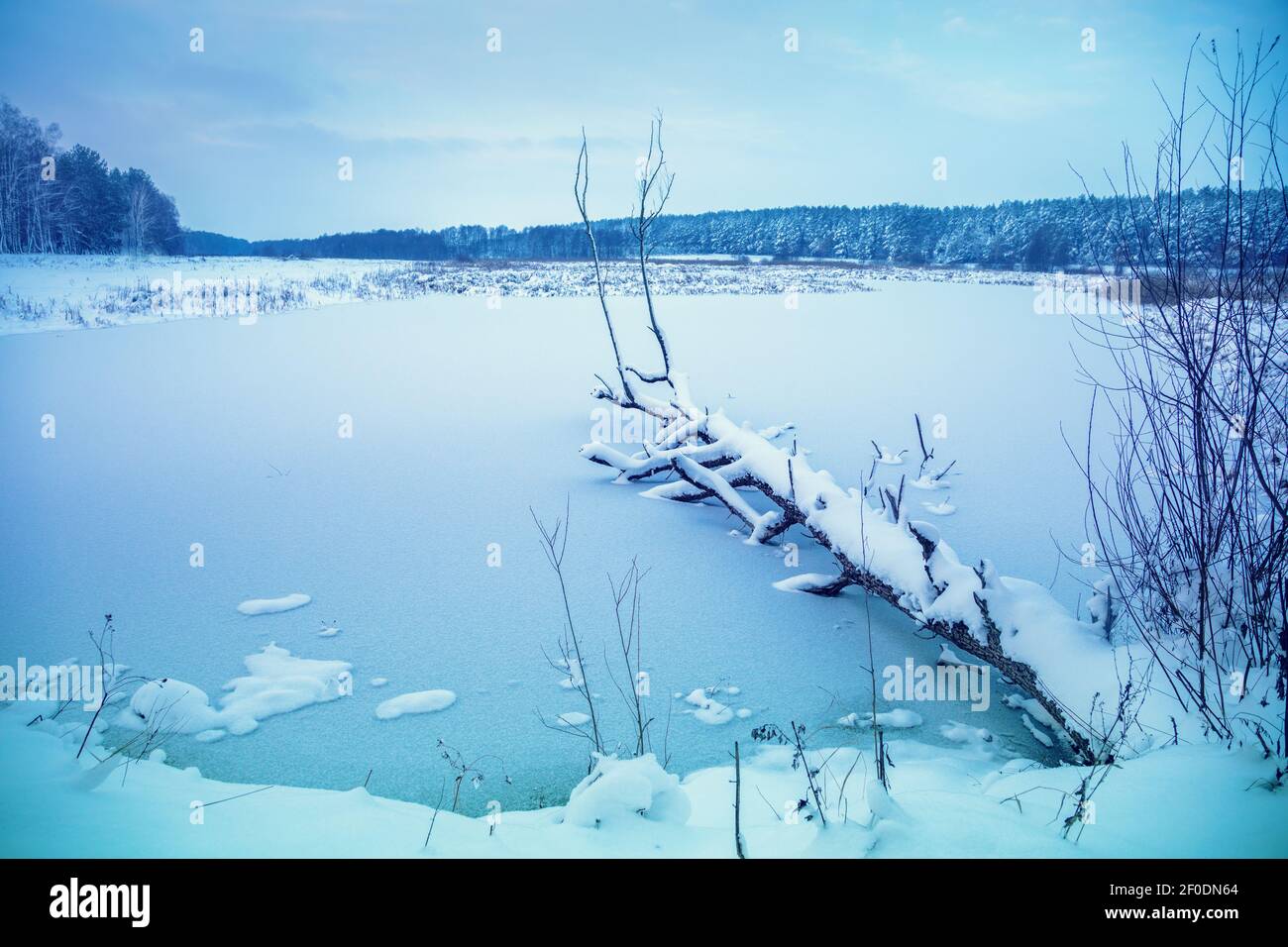 Dead tree fallen lake hi-res stock photography and images - Alamy