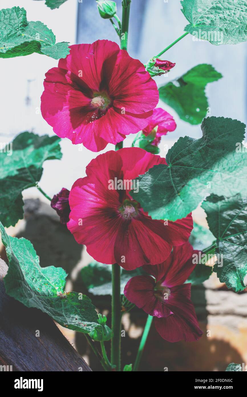 Malva Flower Red Color In High Resolution Stock Photography and Images ...