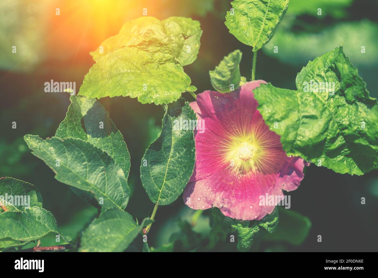 Malva Flower Red Color In High Resolution Stock Photography and Images ...
