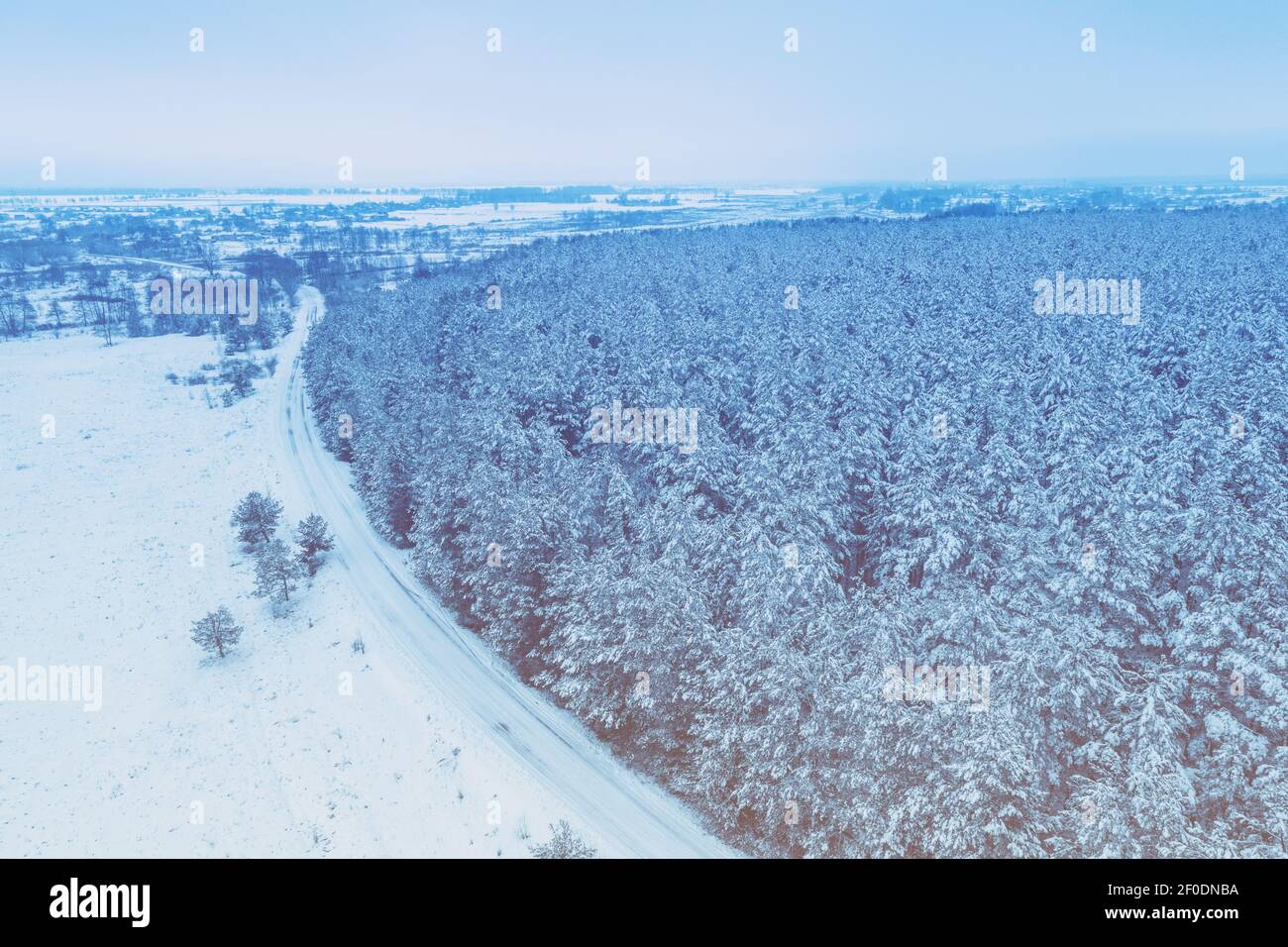Snowy forest. Pine trees covered with snow. Winter nature. Christmas ...