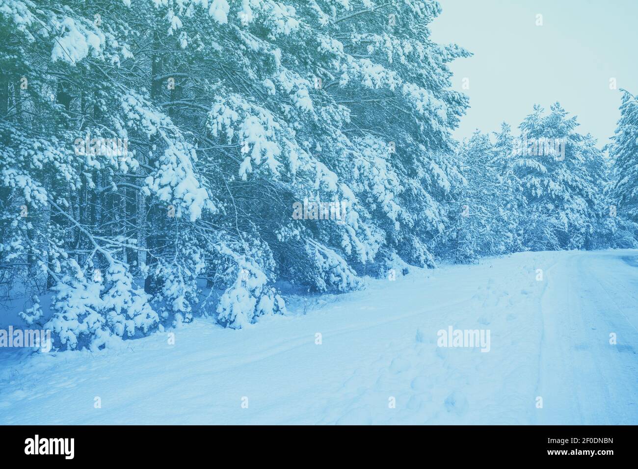 Snowy pine forest. Pine trees covered with snow. Winter nature ...