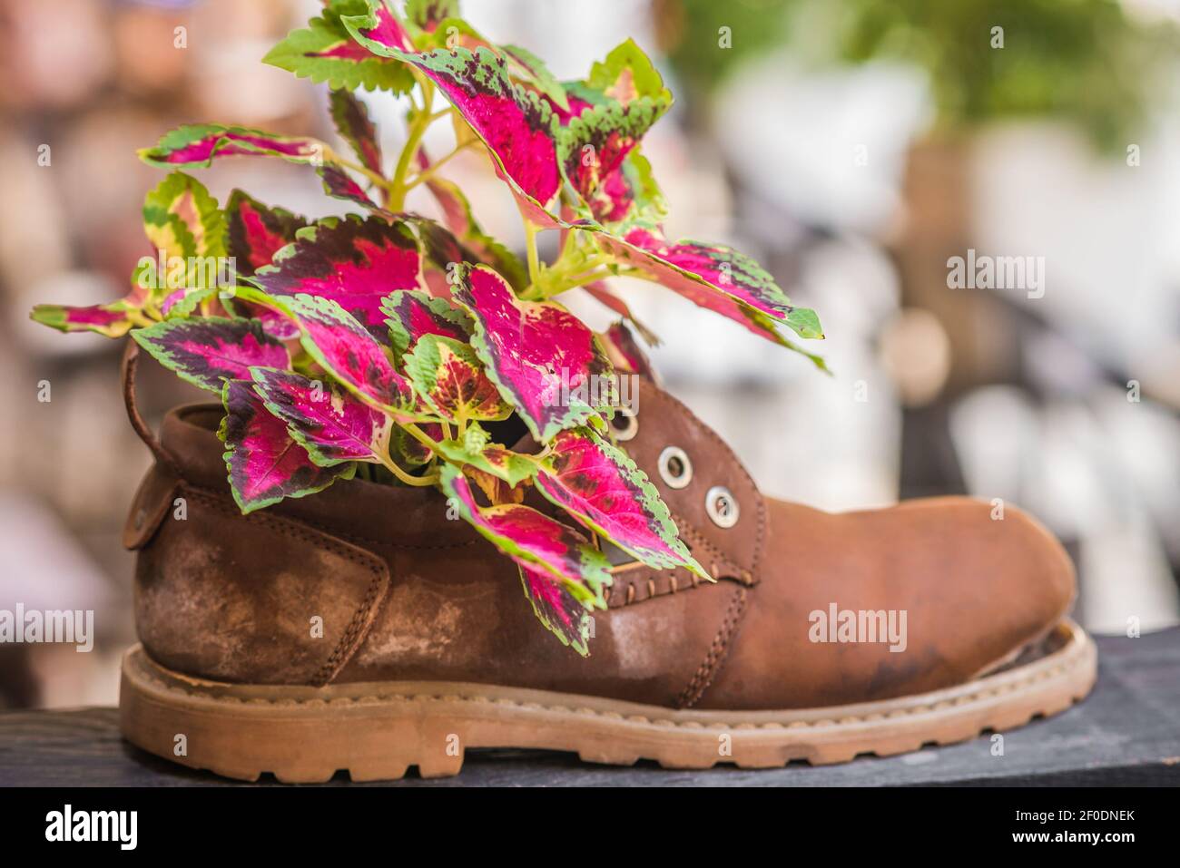 Plants growing in tattered shoe Stock Photo - Alamy