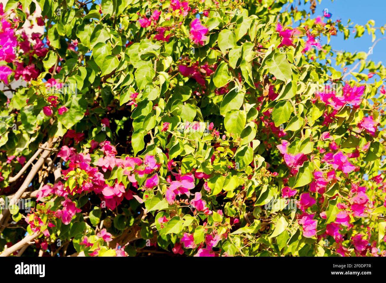 In oman flowers and garden the spring colors Stock Photo - Alamy