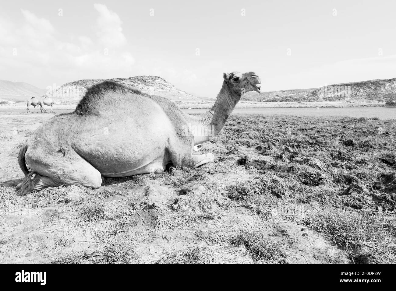 In oman camel empty quarter of desert a free dromedary near the sea ...