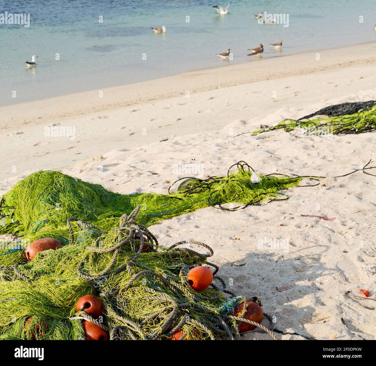 In oman arabic sea sandy beach Stock Photo - Alamy