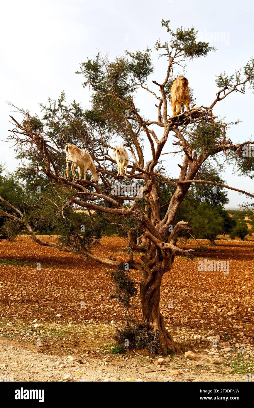 Goat in a tree Stock Photo - Alamy
