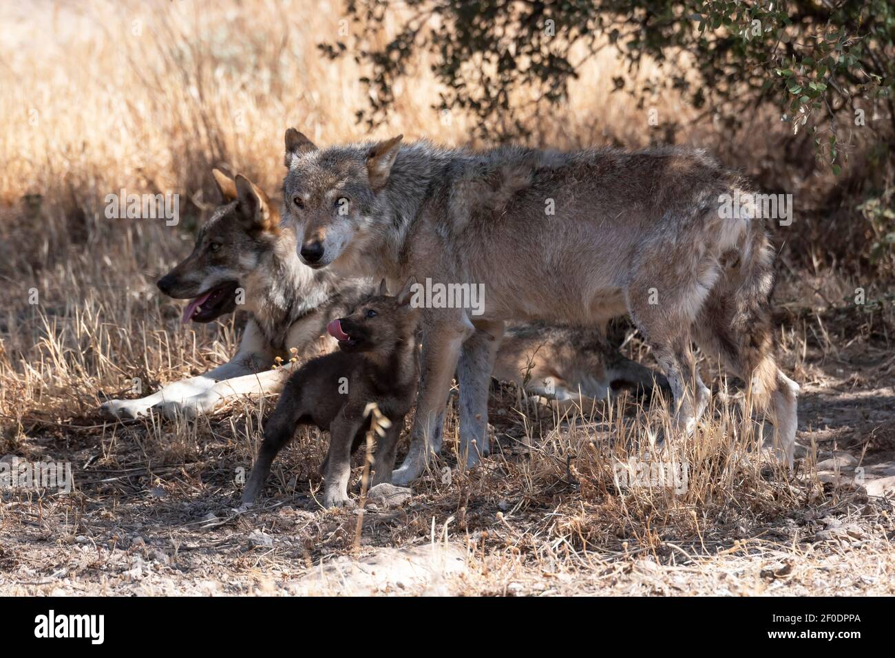 Eurasian wolf (Canis lupus lupus) with pup, Andalusia, Spain Stock ...
