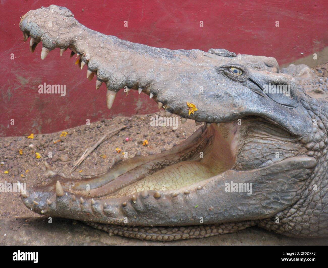 Close up portrait 0f an adult crocodile with its jaws open and tooth ...
