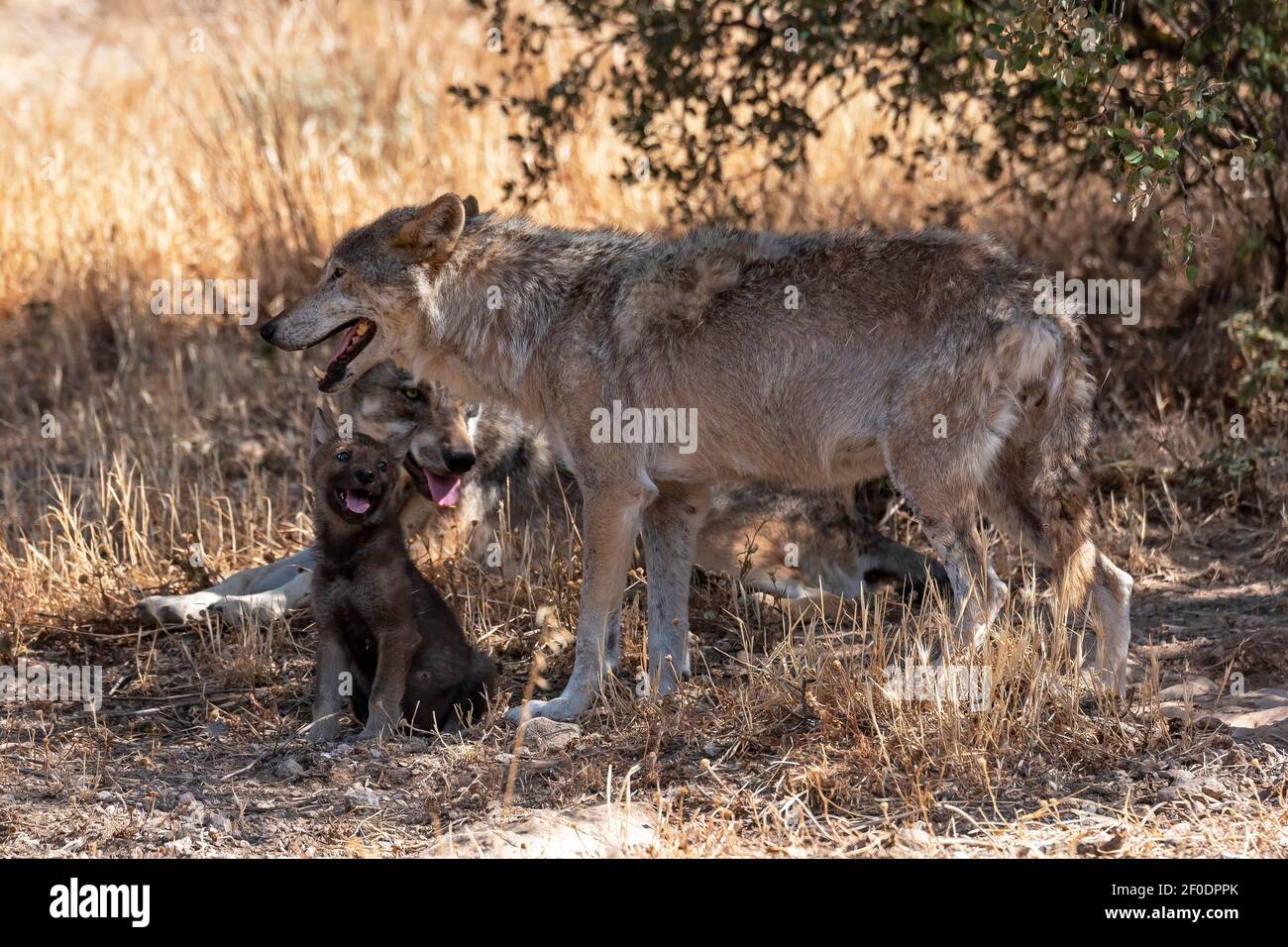 Eurasian wolf (Canis lupus lupus) with pup, Andalusia, Spain Stock ...