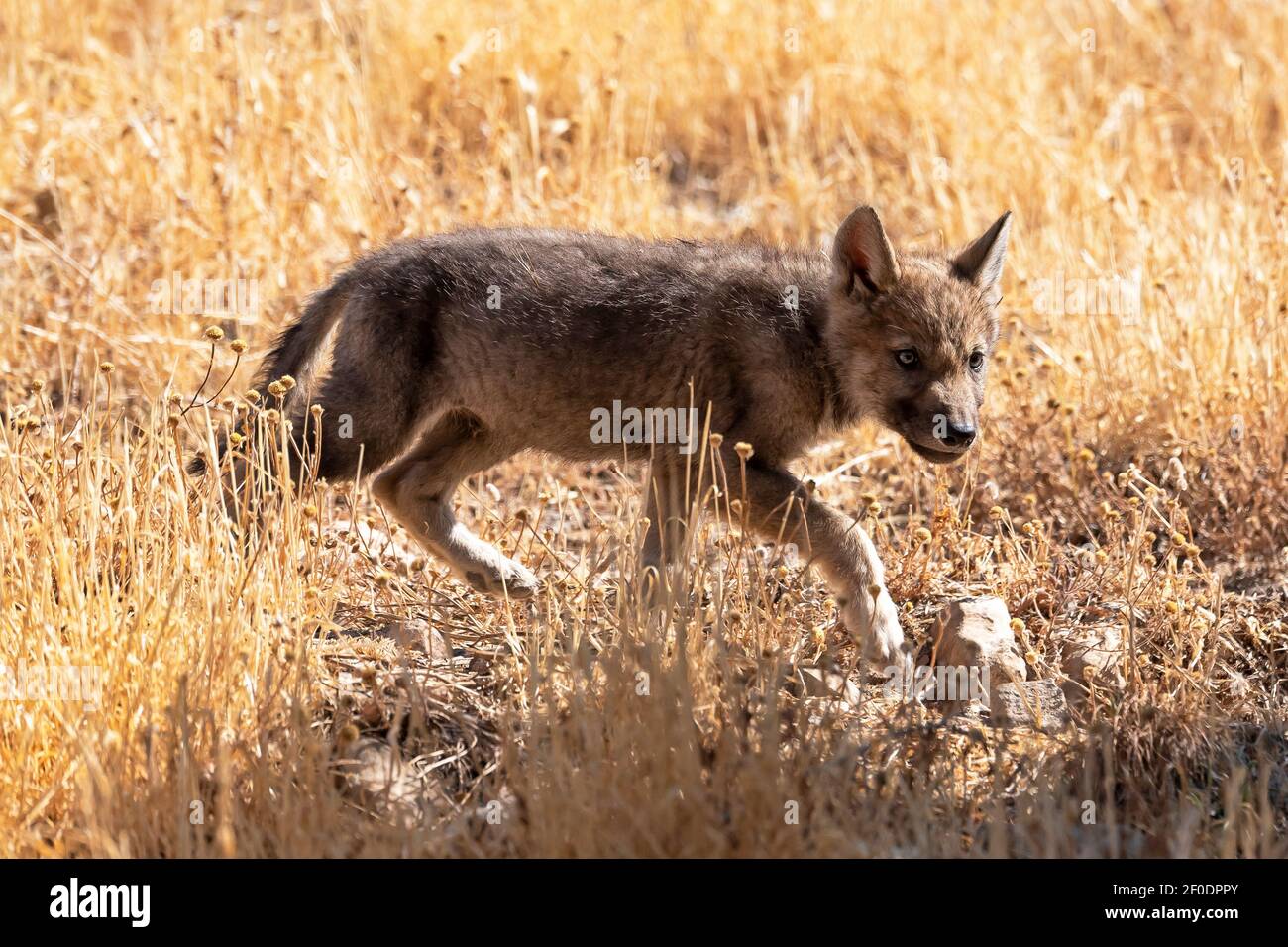 Eurasian wolf pup (Canis lupus lupus) also known as the European wolf ...