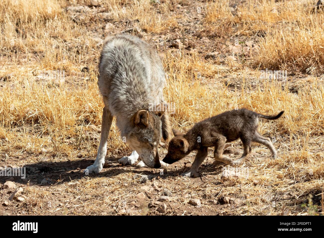 Eurasian wolf (Canis lupus lupus) with pup, Andalusia, Spain Stock ...