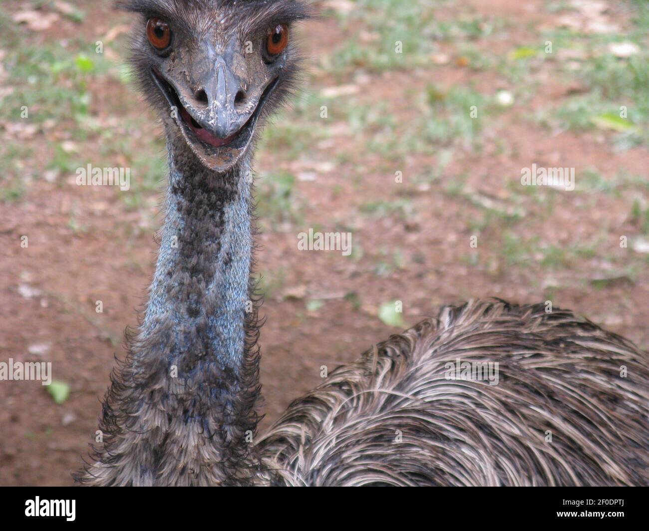 Selective focus close up portrait of a bird with long legs and neck ...
