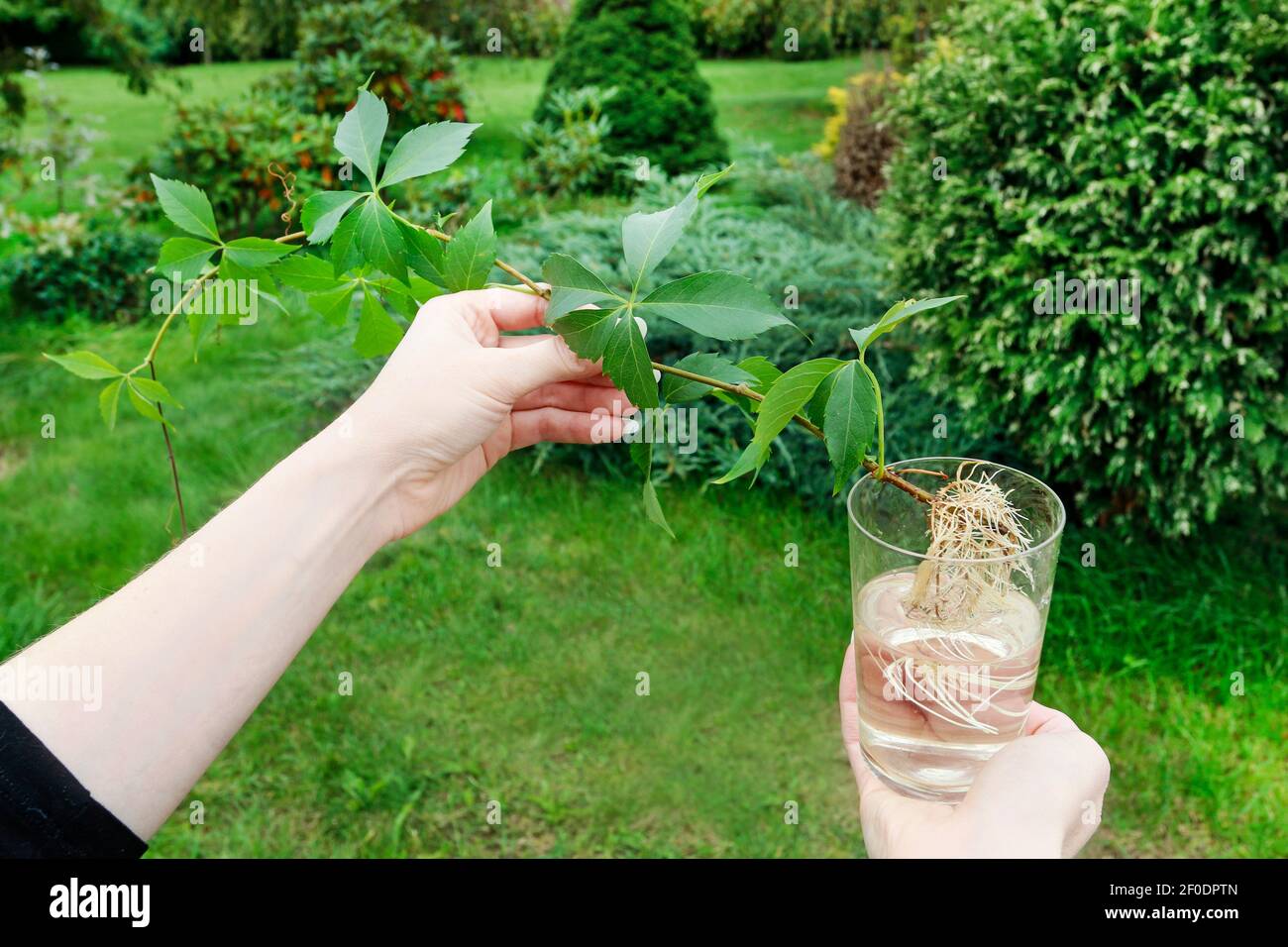 A woman holds a virginia creeper seedling in her hands. Garden hobby ...