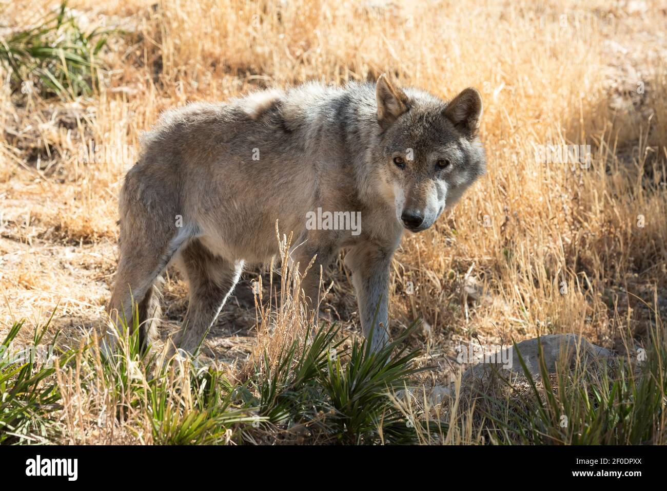 Eurasian wolf (Canis lupus lupus) also known as the European wolf ...
