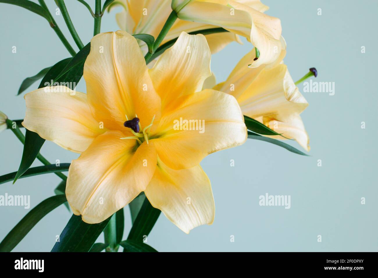 Yellow lily flowers on blue background. Graphic resources Stock Photo ...