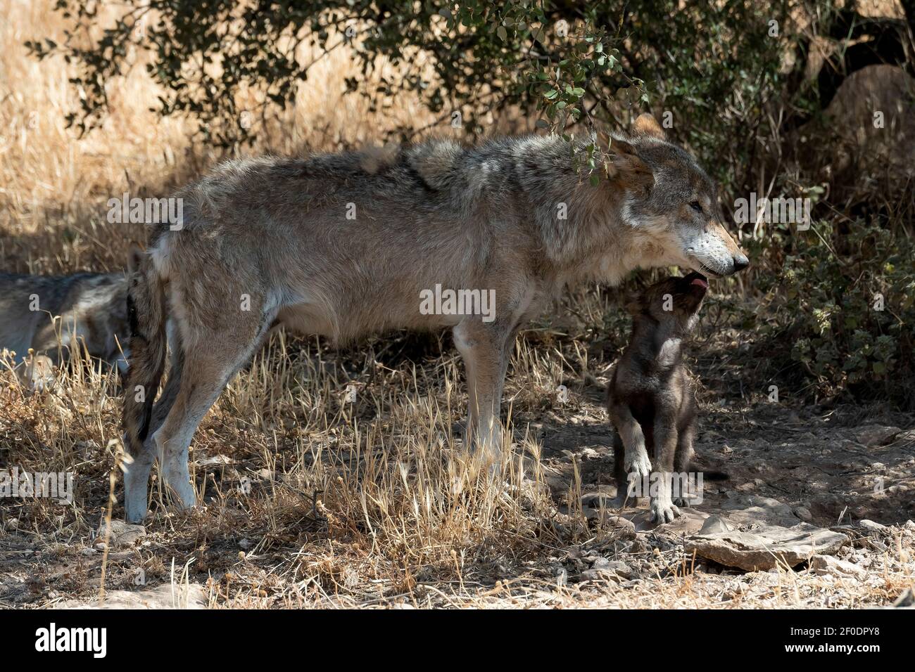 Eurasian wolf (Canis lupus lupus) with pup, Andalusia, Spain Stock ...