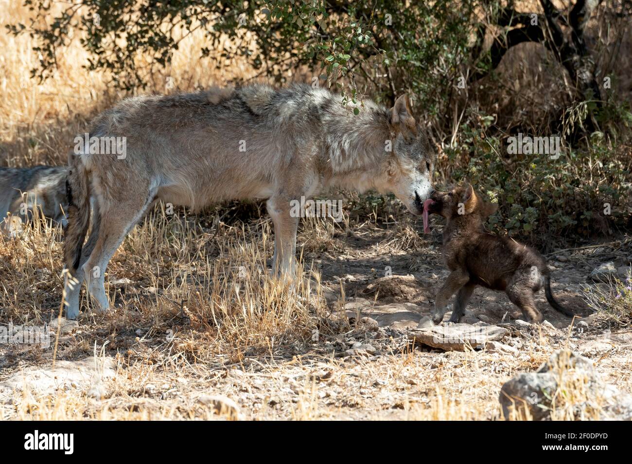 Eurasian wolf (Canis lupus lupus) with pup, Andalusia, Spain Stock ...