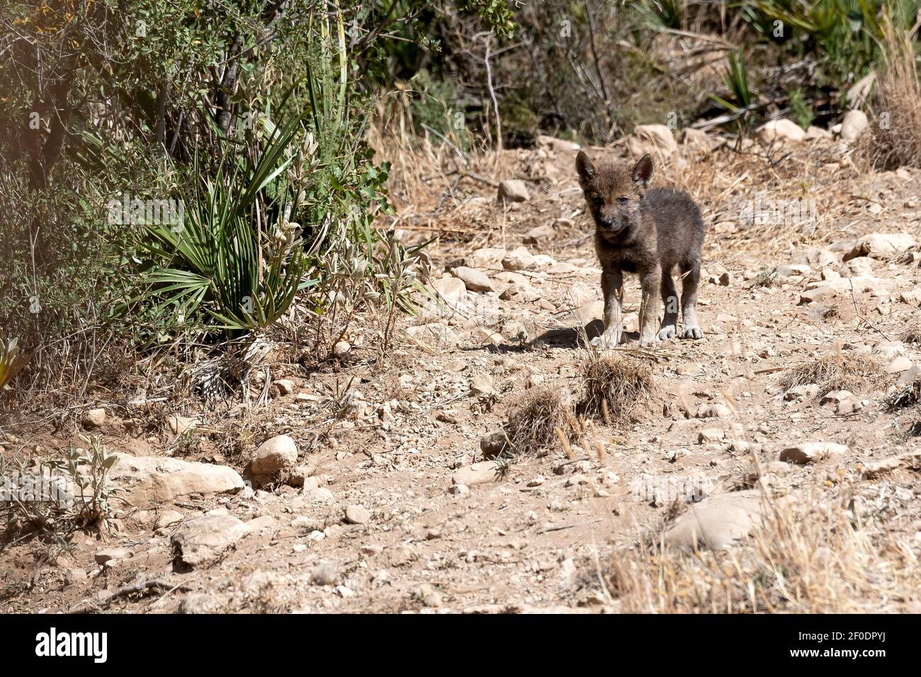 Eurasian wolf pup (Canis lupus lupus) also known as the European wolf ...