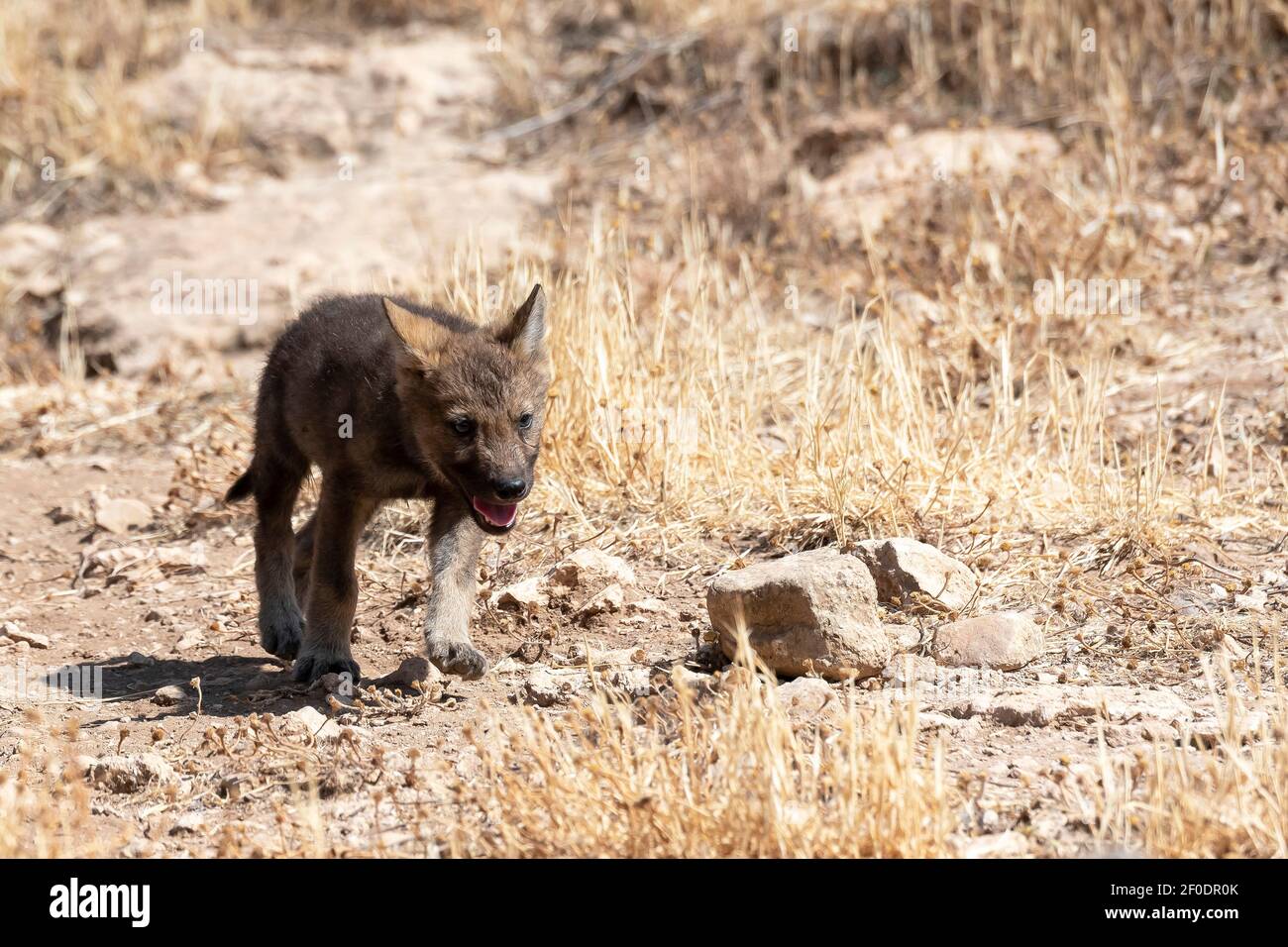 Eurasian wolf pup (Canis lupus lupus) also known as the European wolf ...