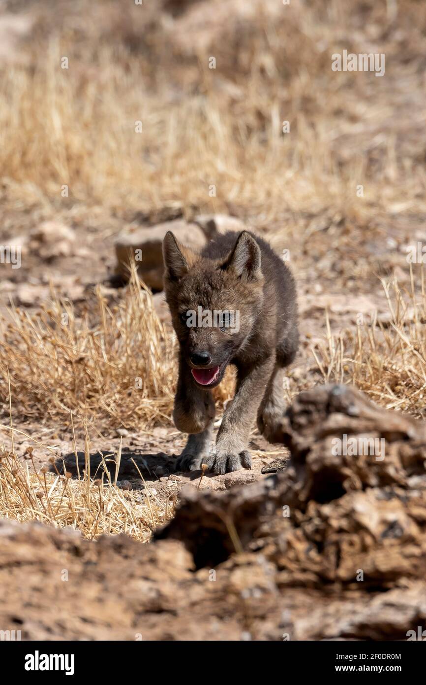 Eurasian wolf pup (Canis lupus lupus) also known as the European wolf ...