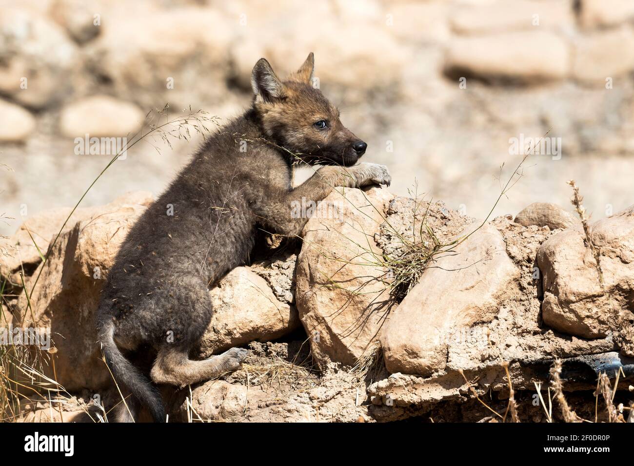 Eurasian wolf pup (Canis lupus lupus) also known as the European wolf ...