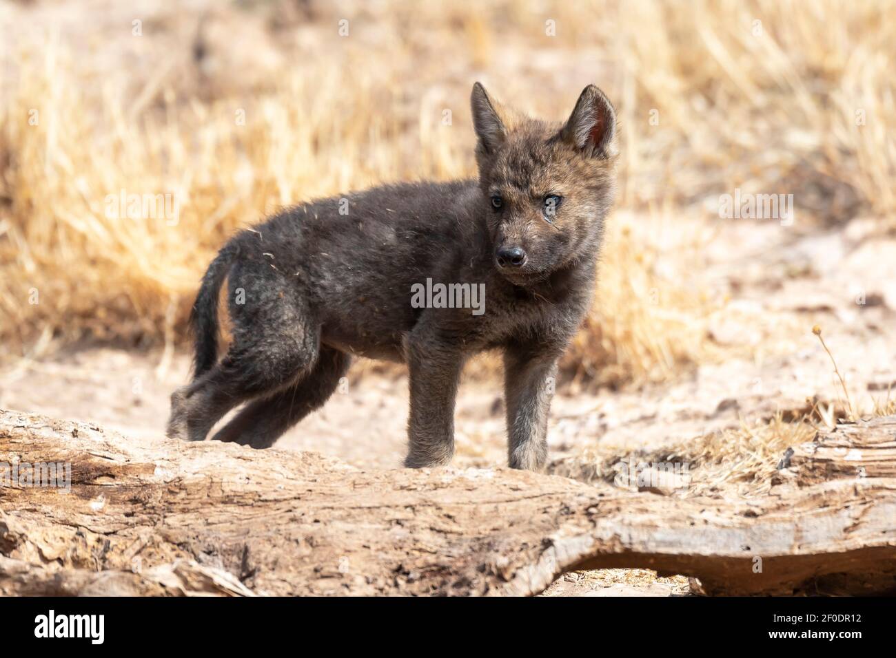 Eurasian wolf pup (Canis lupus lupus) also known as the European wolf ...