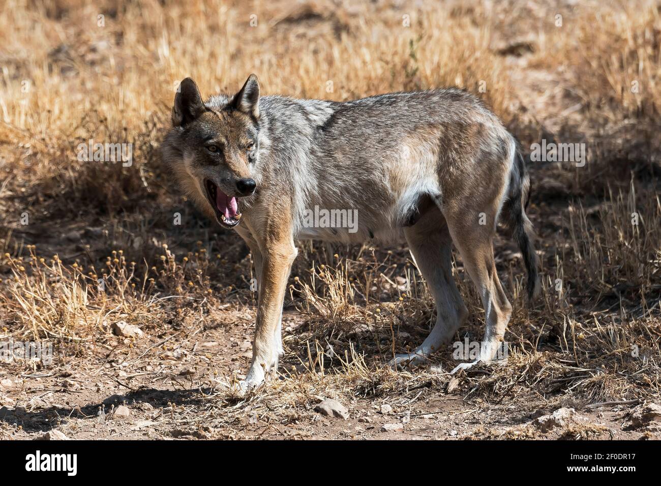 Eurasian wolf (Canis lupus lupus) also known as the European wolf ...