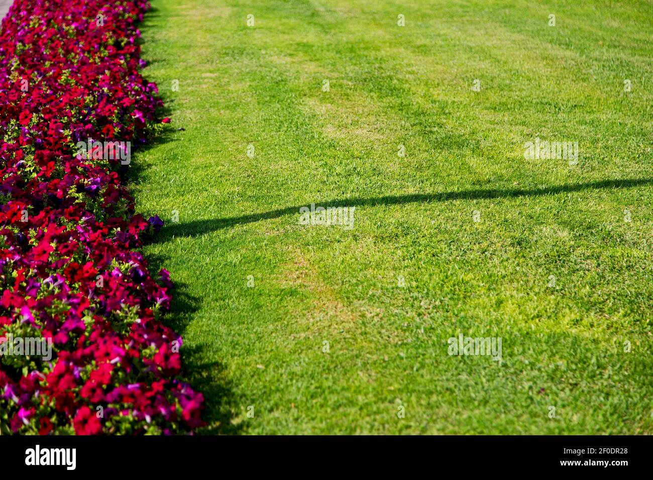 In oman flowers and garden the spring colors Stock Photo - Alamy