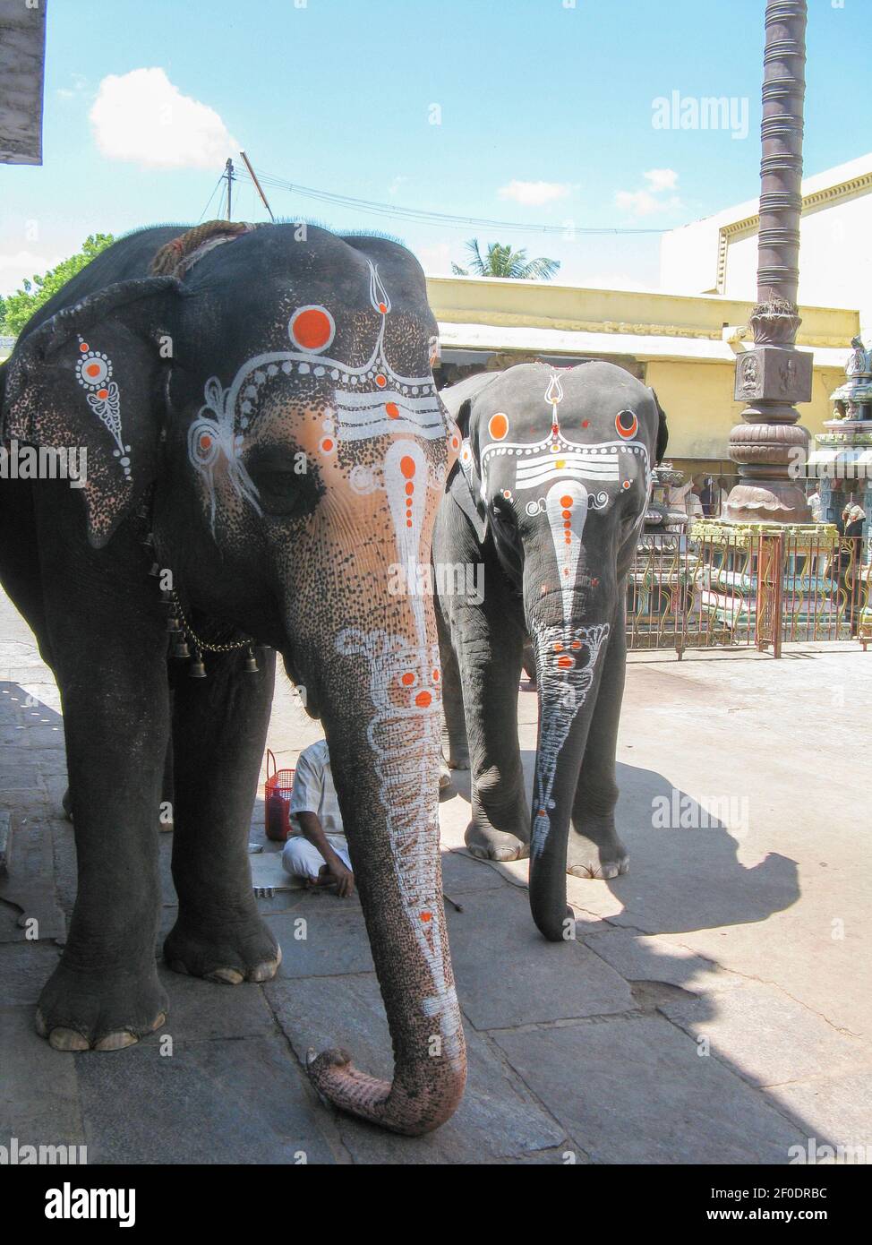 Elephants with colorful marking on them in the temple premises of a ...