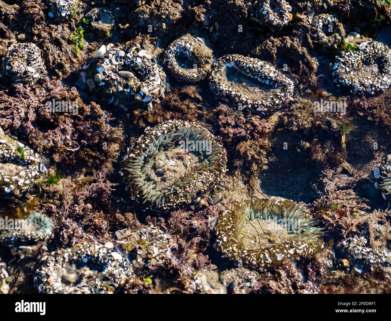 Anemones (Solitary anemone, Anthopleura Sola) under the water in tide ...