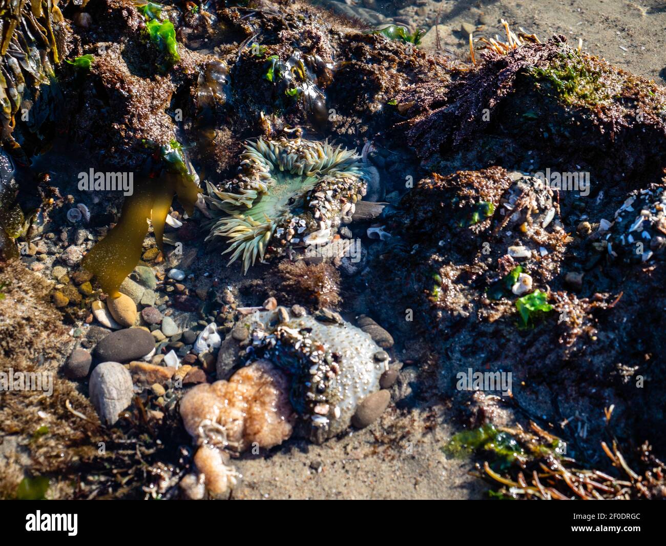 Anemones (Solitary anemone, Anthopleura Sola) under the water in tide ...